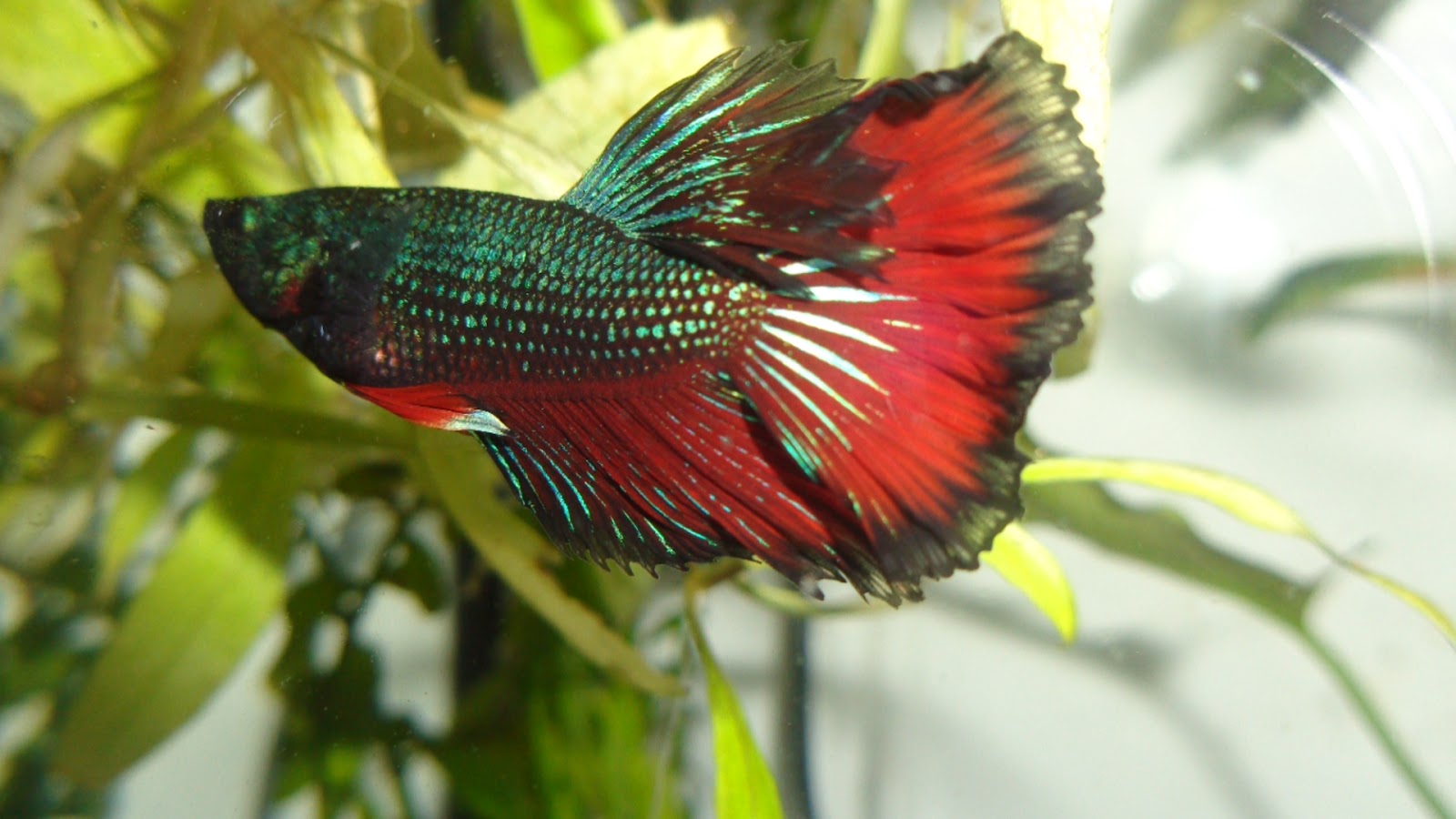 Vand Betta: Betta green metallic superdelta mascul (A4M53)
