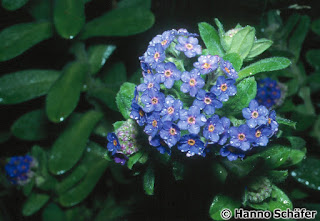 fragmentos da noite com flores: Voltando a casa com flores de miosótis