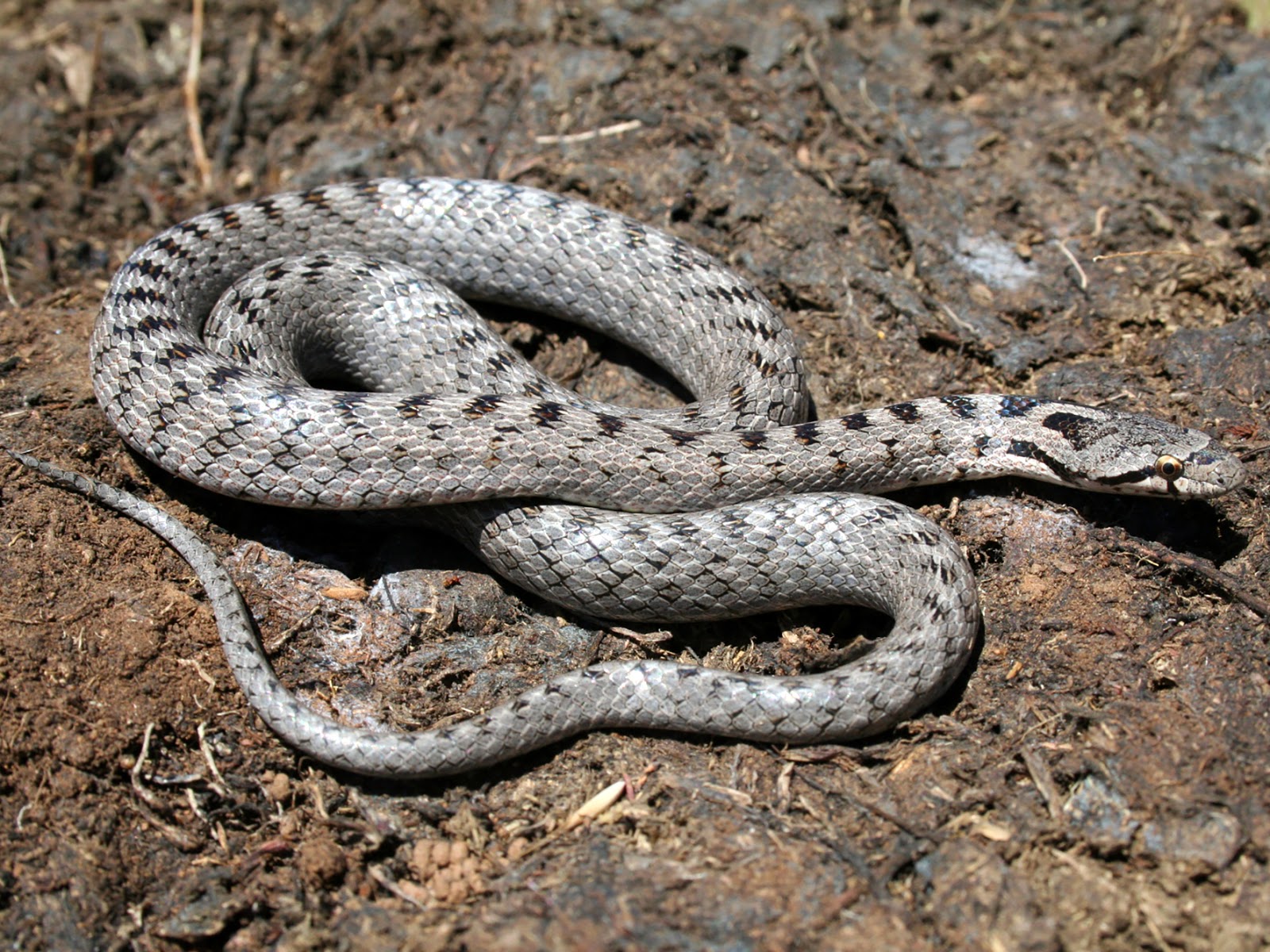 Taxonomía Chordata: Clase Reptilia Orden Squamata