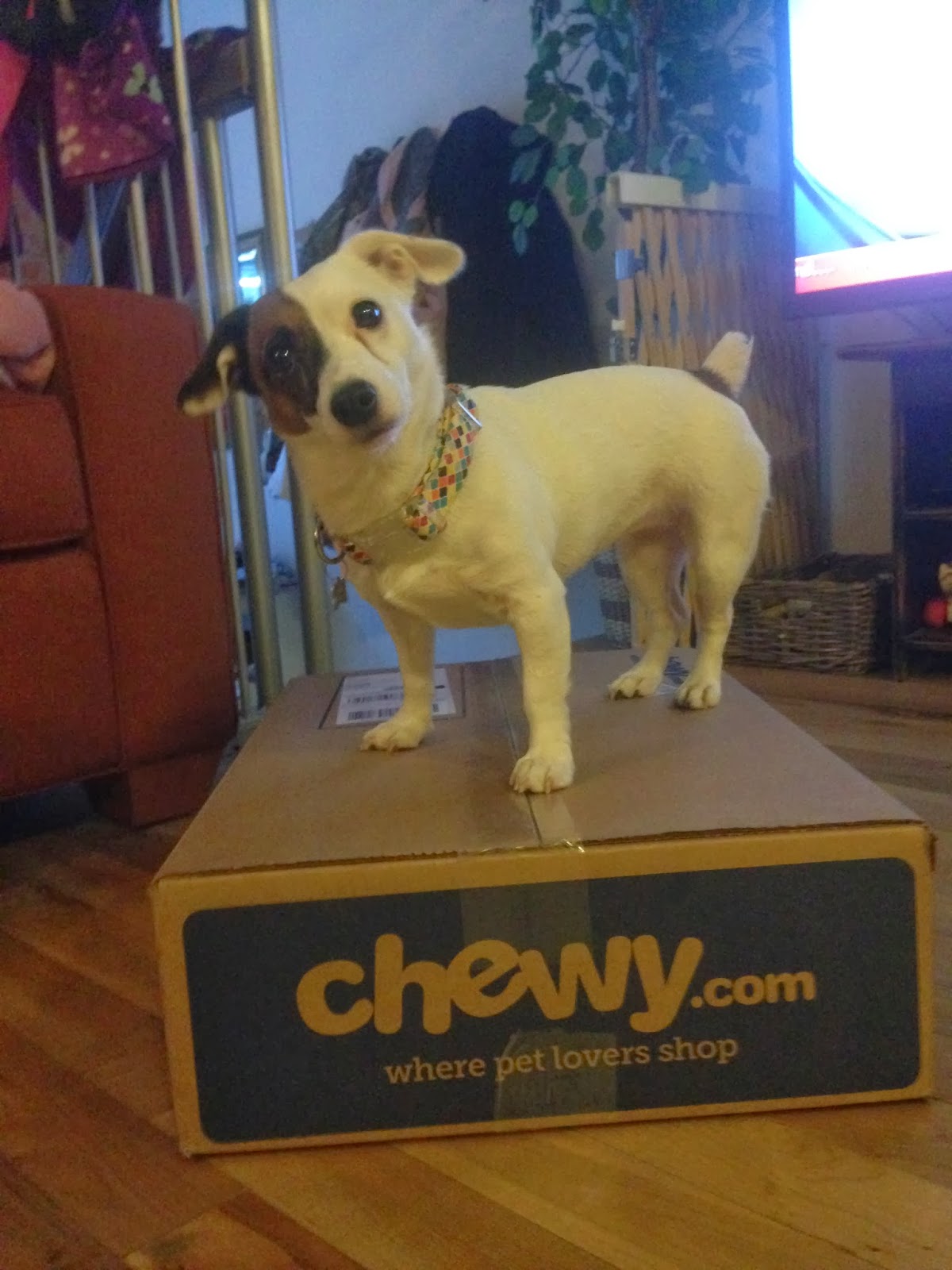 The World According to Garth Riley: ANNOUNCING Dog In A Box PHOTO ...