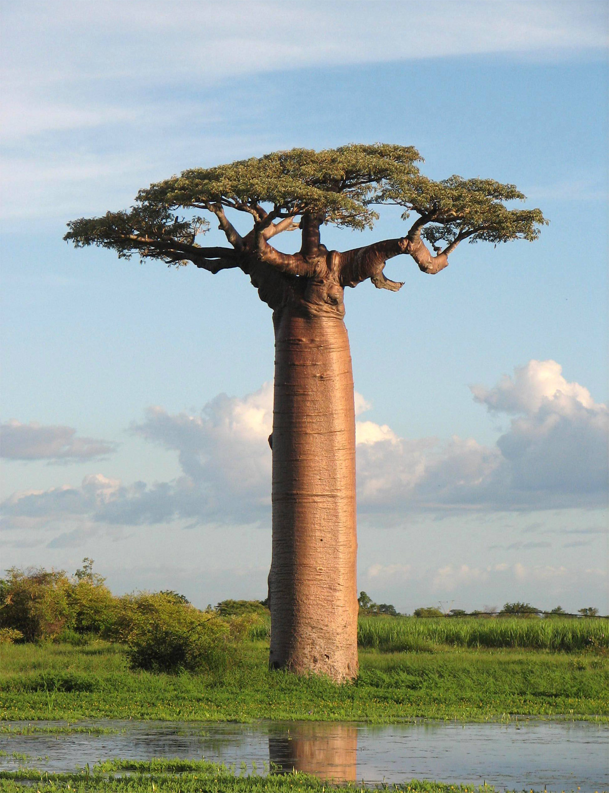 El espiritu de las plantas: Leyenda del Baobab