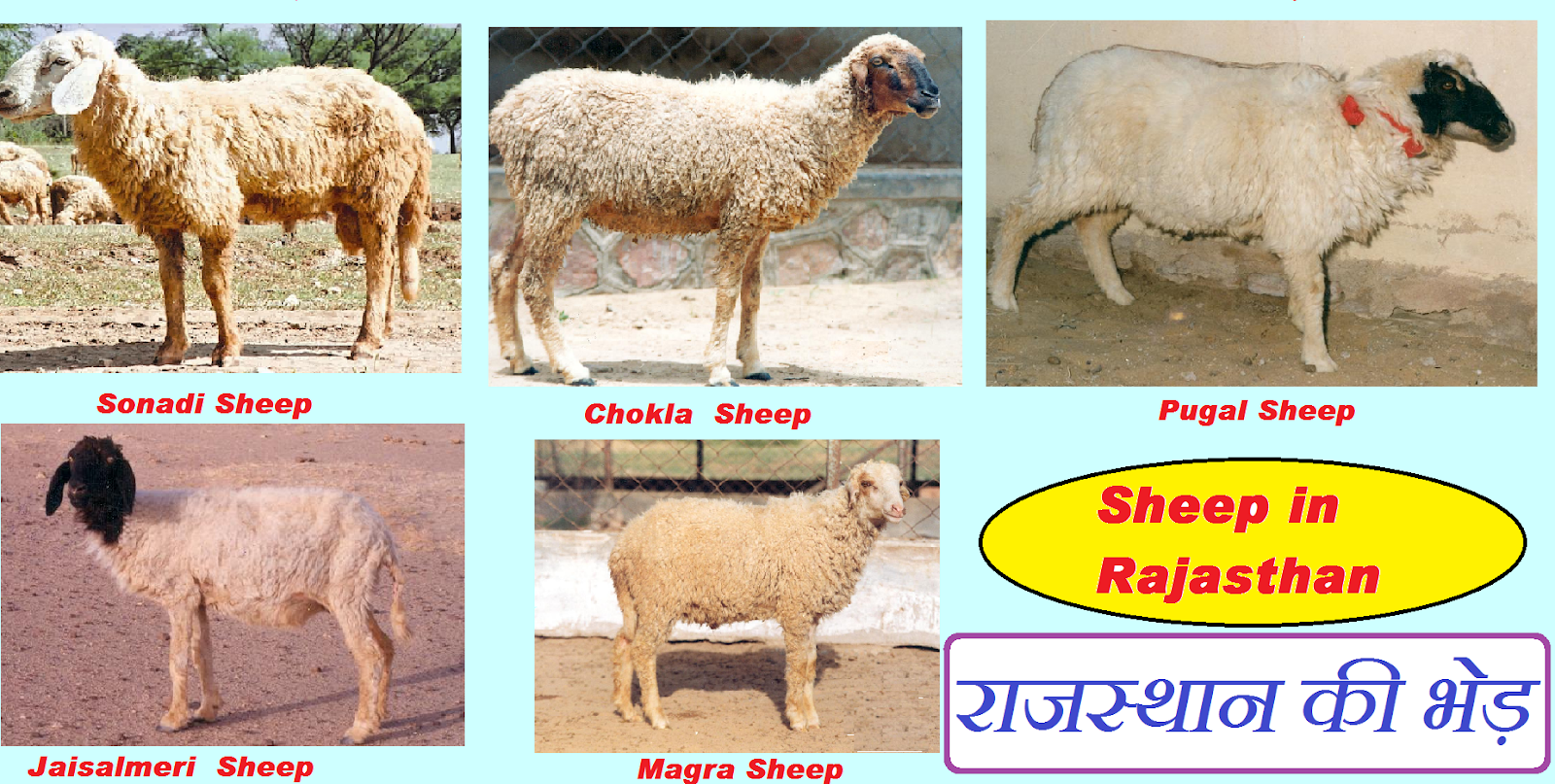 Sheep in Rajasthan - राजस्थान में भेड़ पशु संसाधन