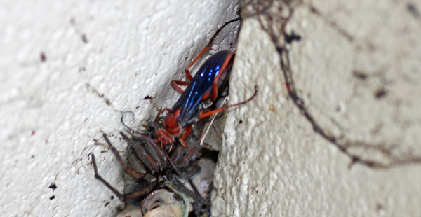MObugs: Rust-Colored Spider Wasp