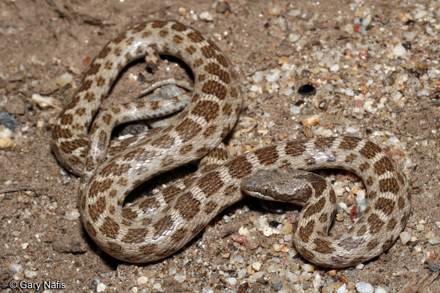 Snakes: Snakes In The Desert