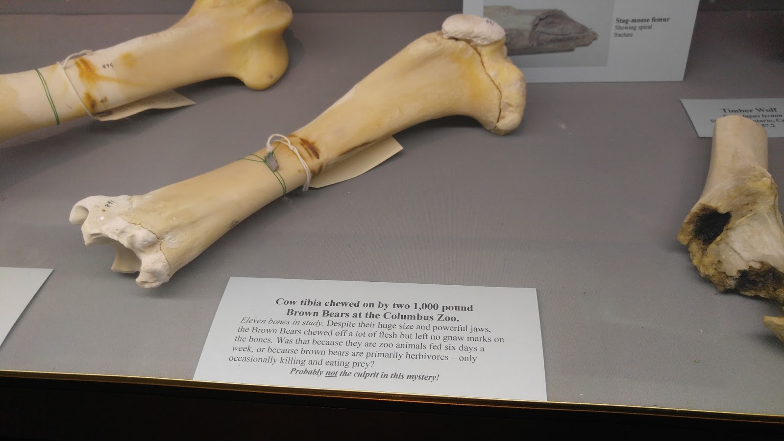 Travels of a Hobgoblin Taphophile: Fossil Stag Moose - Ohio History Center