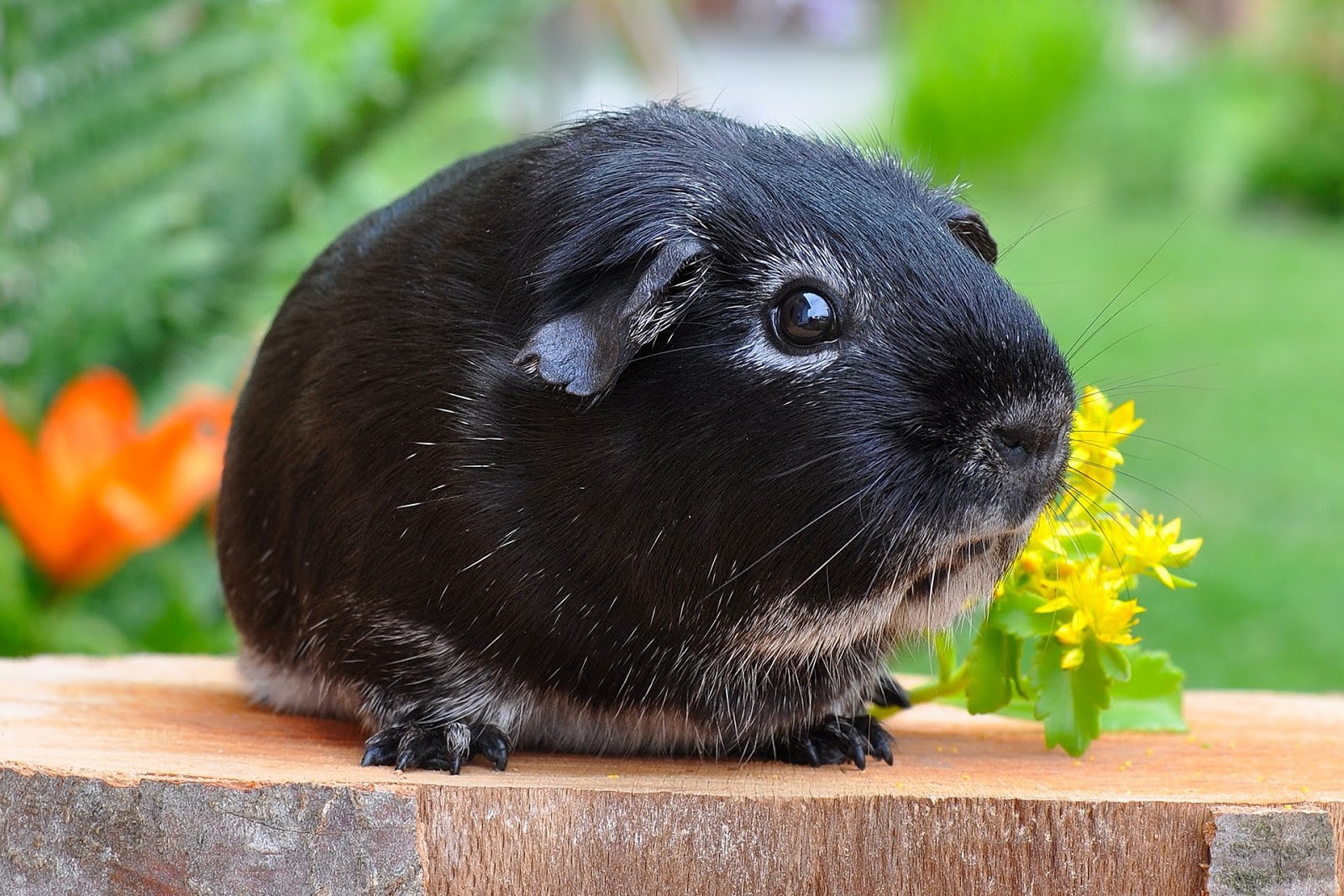 Mooie Cavia Achtergronden voor je Bureaublad – Caviapret.nl
