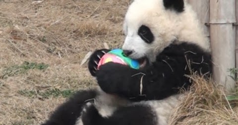 Baby Panda Playing With Ball