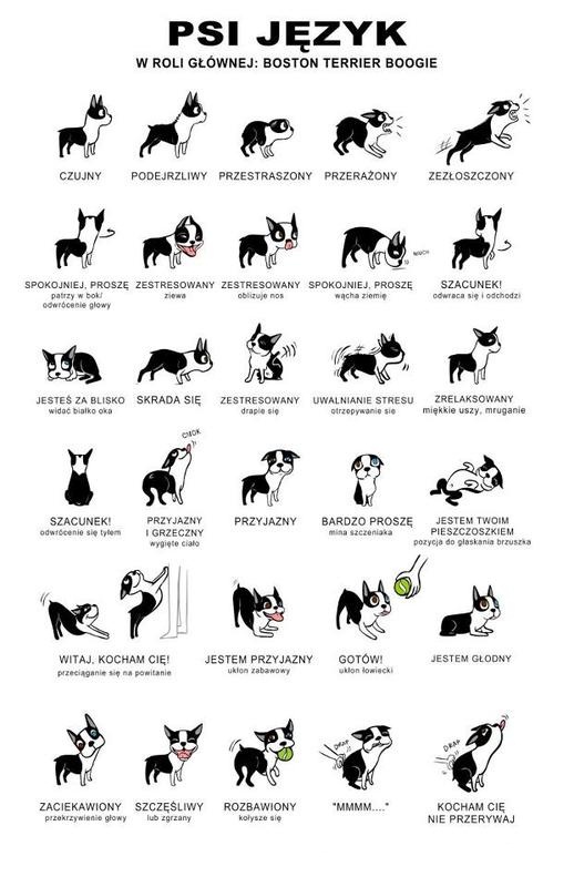 Pies to coś więcej niż zwierze ♥: Mowa ciała pieska.