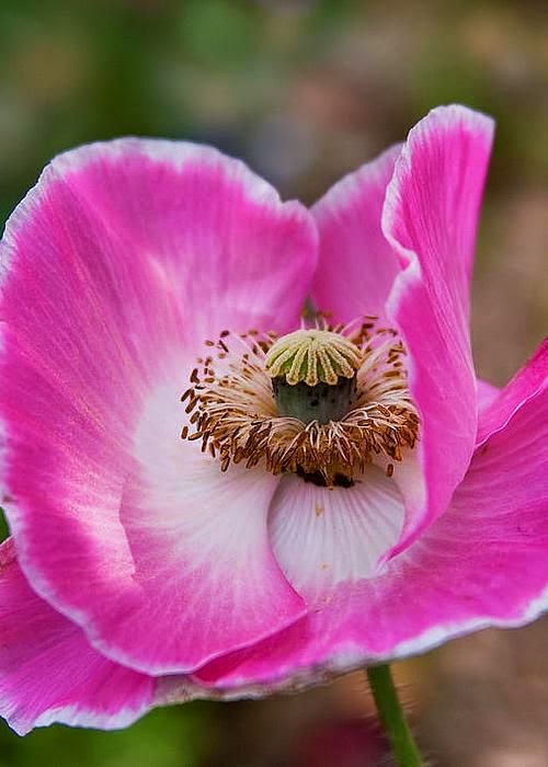 Pink beauty ~ Stunning nature