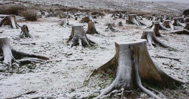 Travels of a Rambling Van: Just Stumping Around