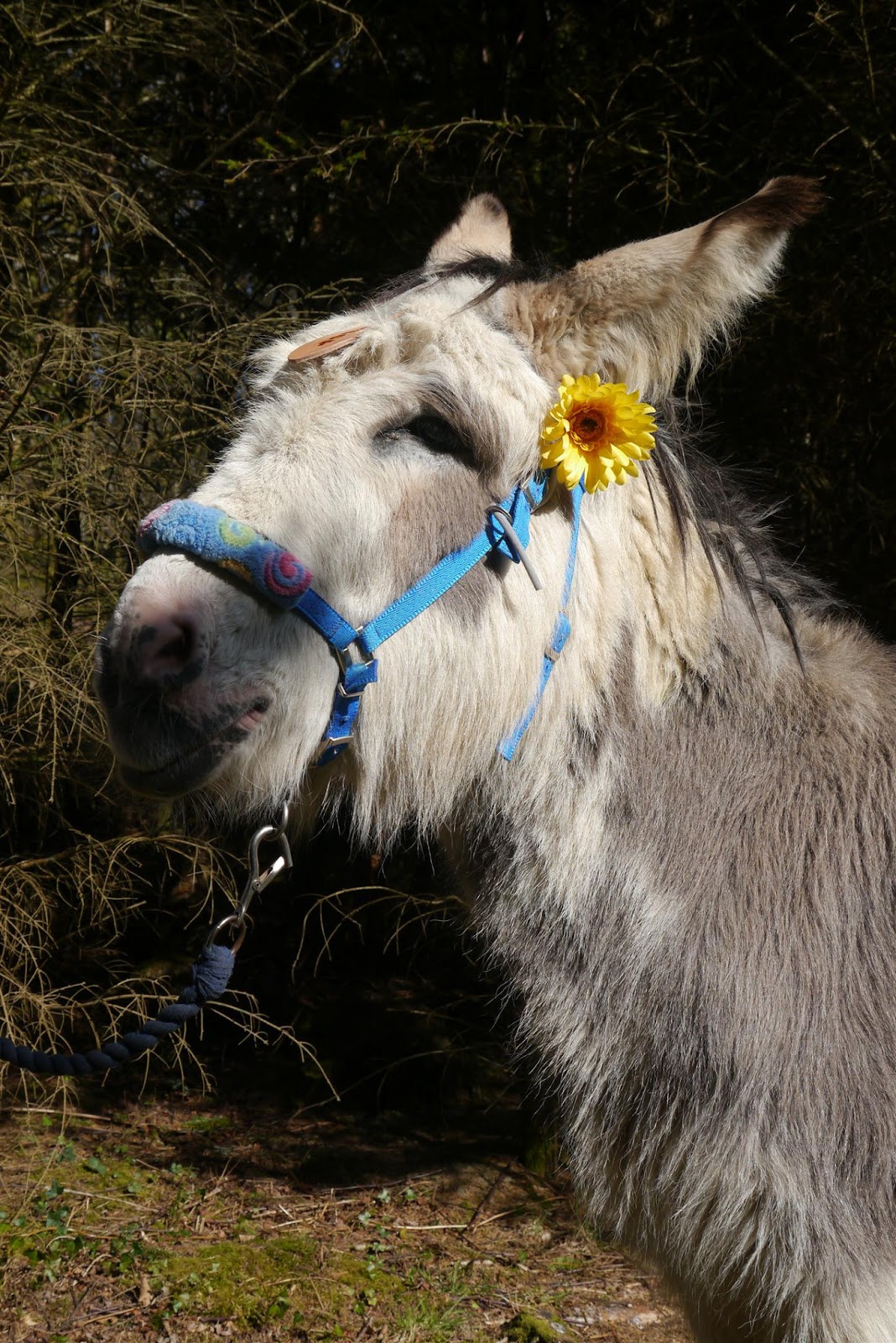 Dyfi Donkeys: ADOPT A DYFI DONKEY