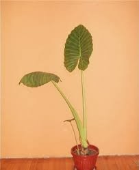 Sobno cvece-Adam | Dekoracija kuce