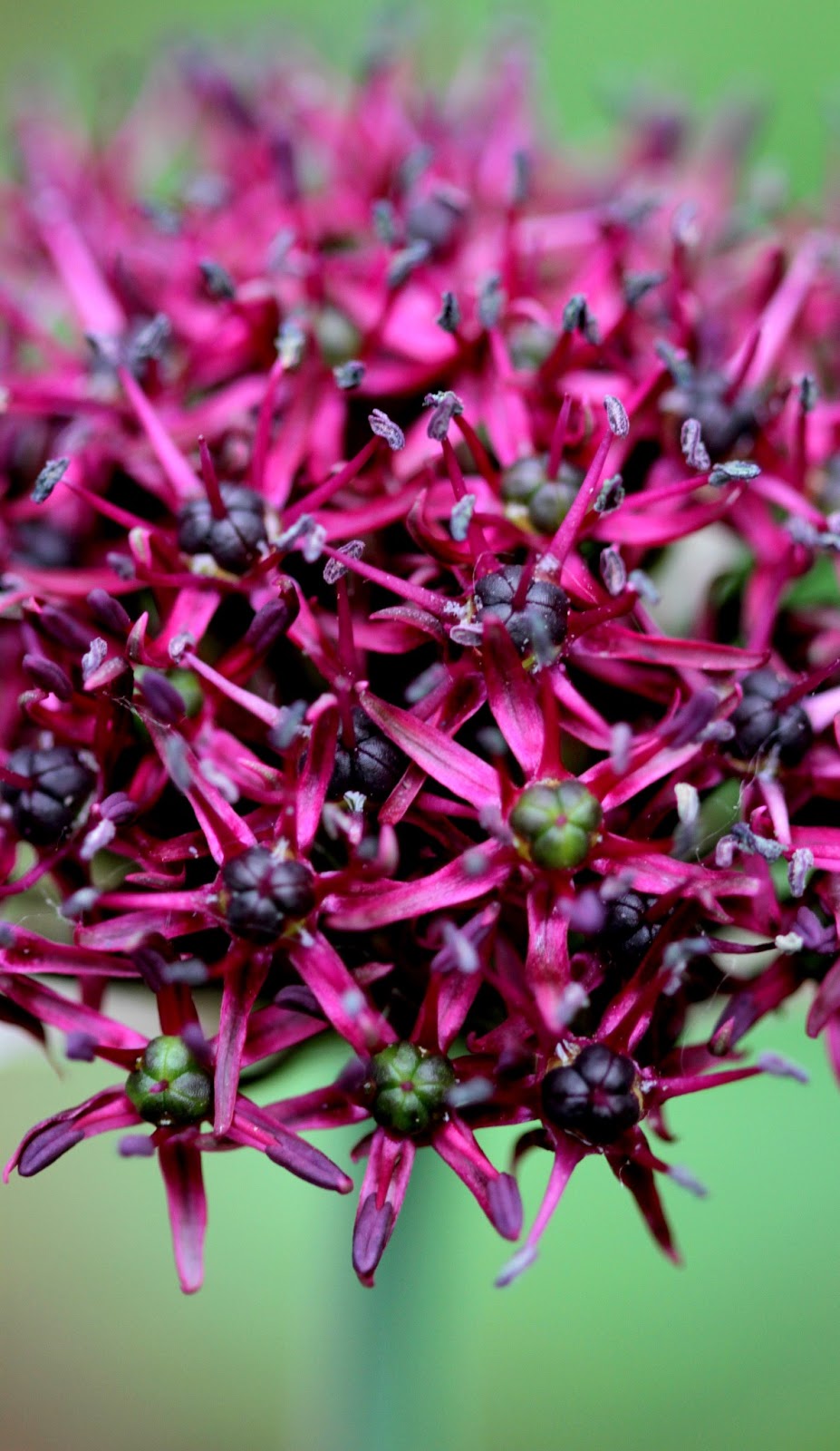 Our Secret Garden Journey