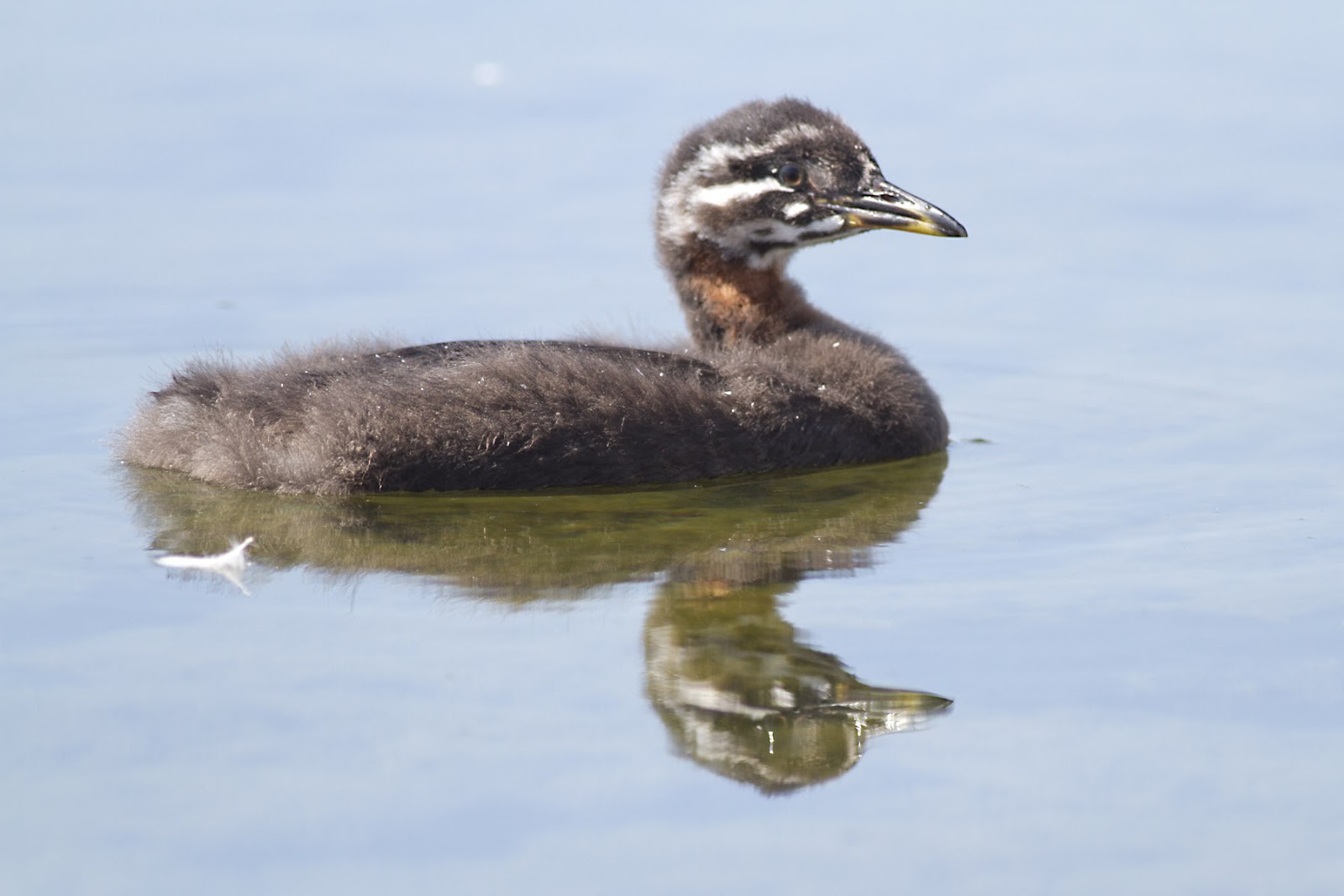 Ann Brokelman Photography: Red-necked Grebe - Young bird still being ...