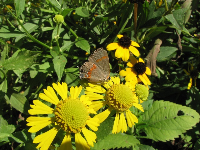 Pollinators: Butterfly Pollination
