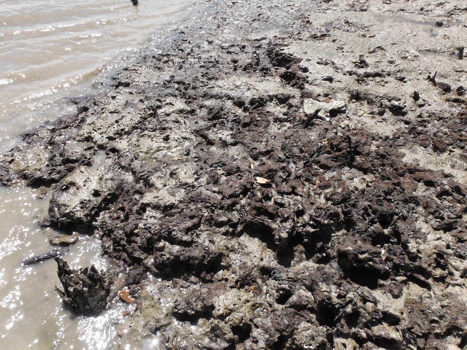Research trip Port Alma Erosion