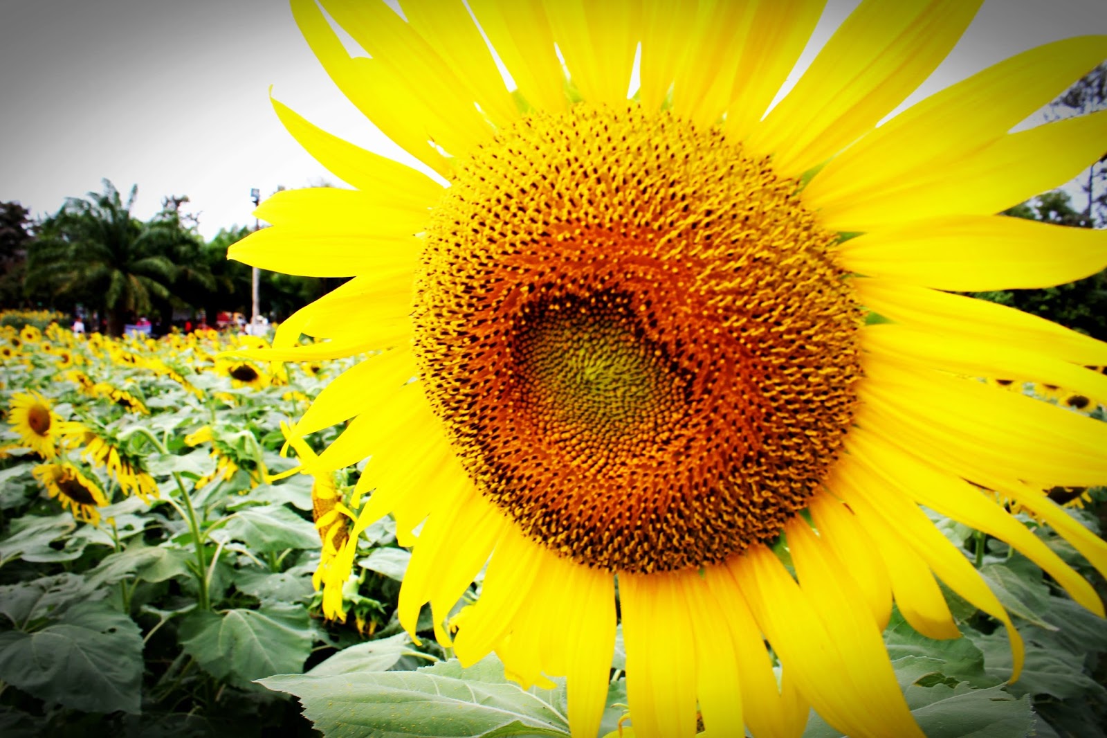 Free High quality Images: Free picture sun flowers field, sunflowers