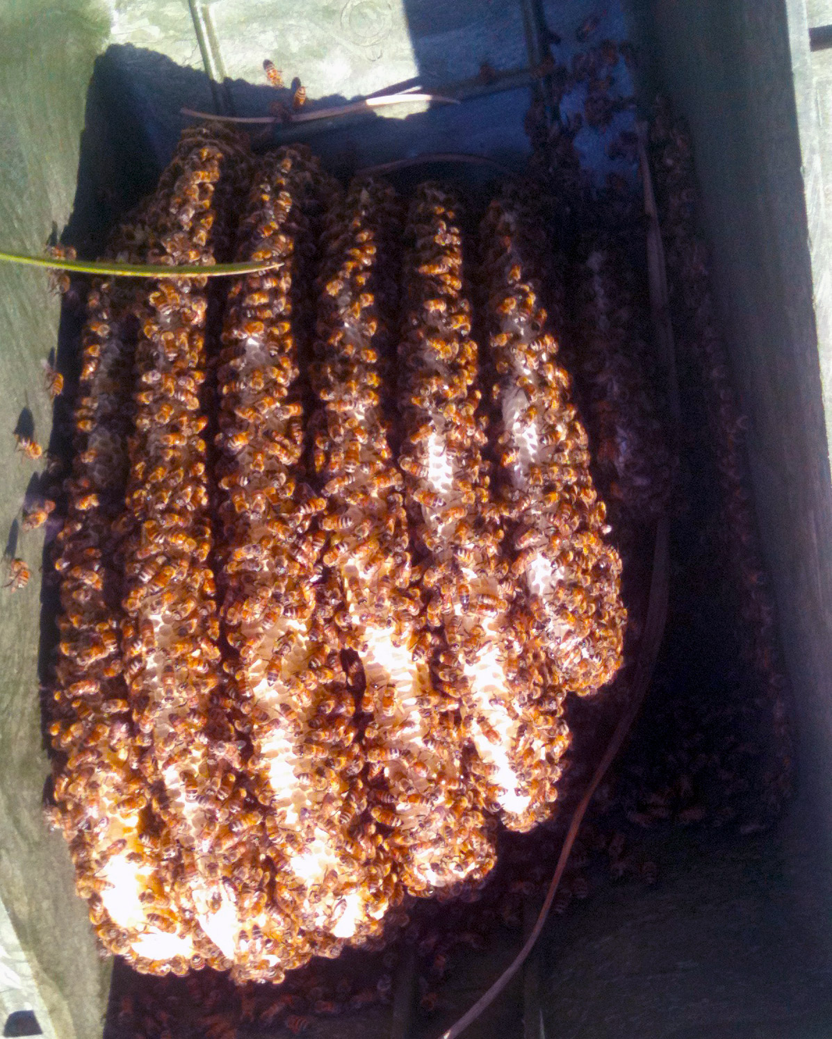 ALL Florida Recent Bee Removals: Orlando water meter bee removal