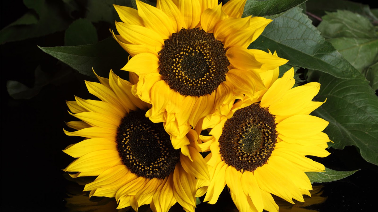 Sunflower | HD Wallpapers (High Definition) | Free Background