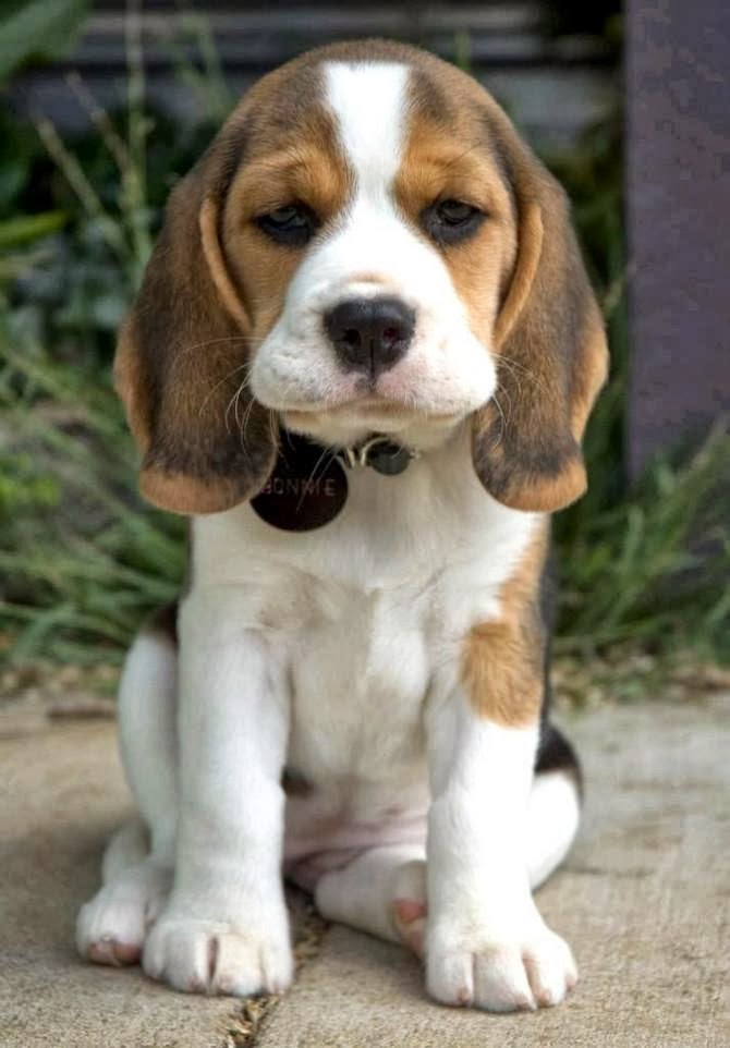 Adorable bonnie beagle cute puppy ~ The Animals Planet