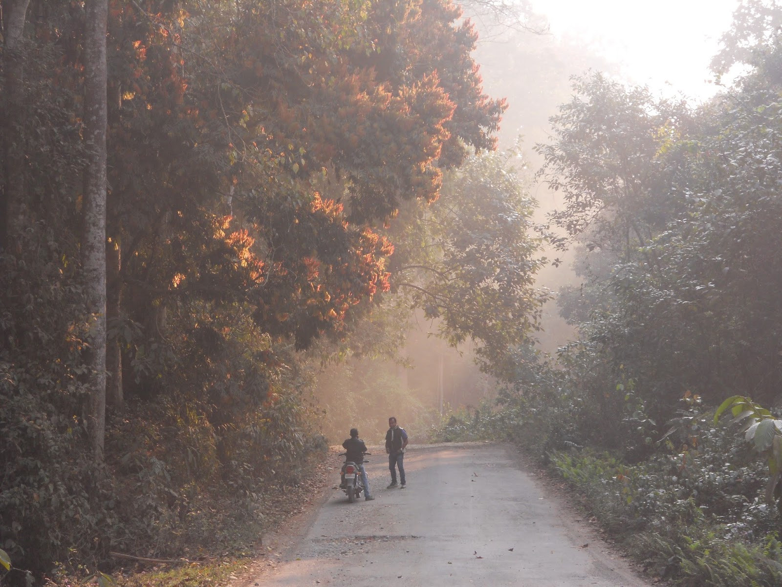 Rainforest of Assam: PHOTO GALLERY