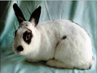 Bunny's Blog: Adoptable Rabbits Available at Animal Friends
