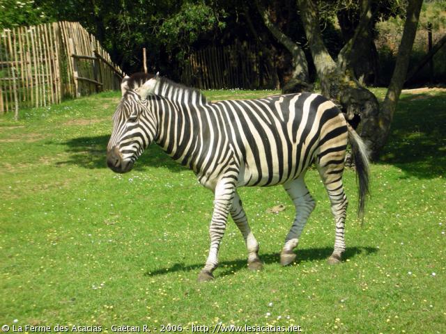 zebra