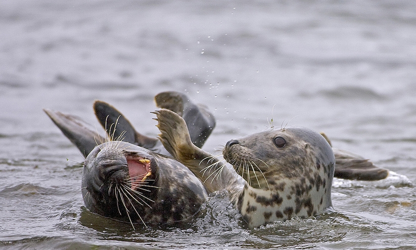 Animales fotografiados en momentos mágicos : DESDE LA REPÚBLICA DOMINICANA