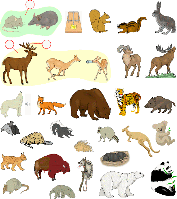 Now Know It: Important Facts About Mammals