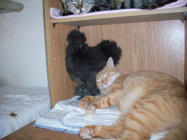 The Silkie – Tribble Rabbit Muppet Chicken Thingy | The Ark In Space