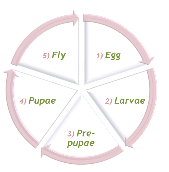 Black Soldier Fly Pakistan