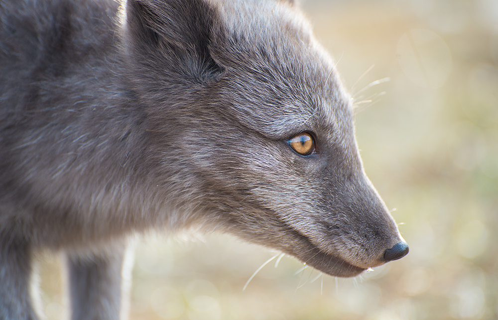 Øyvind Buljo Naturfoto: Fjellrev
