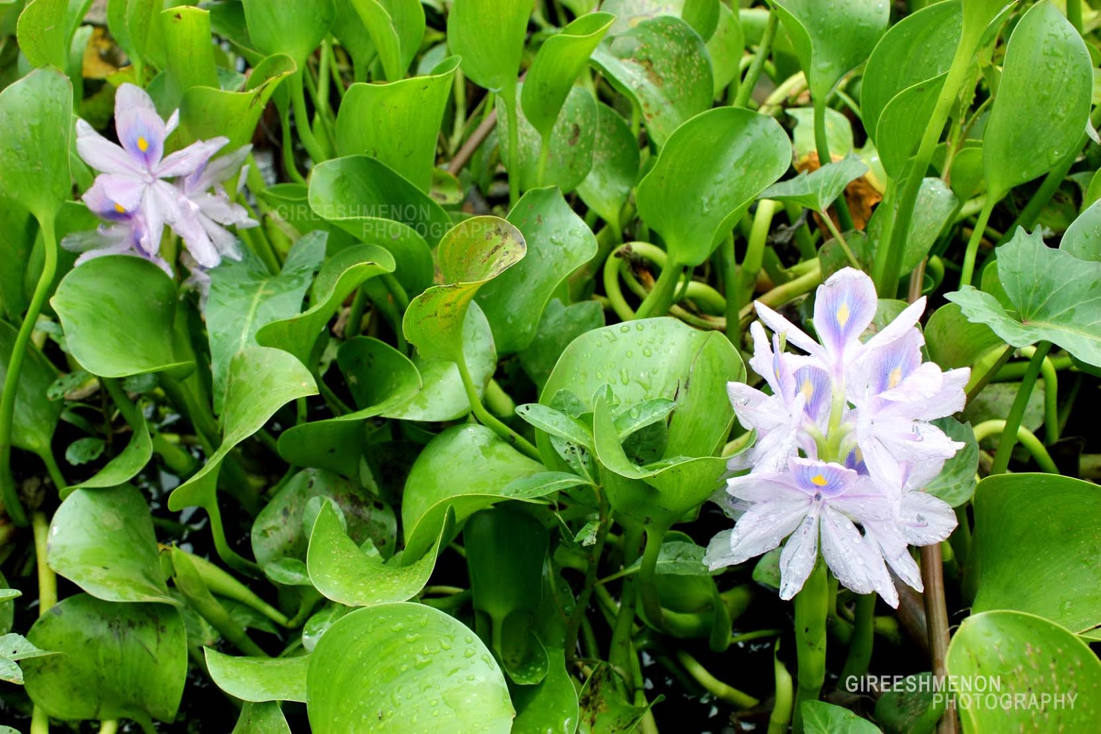 flowers - gireeshmenon: Water hyacinth – Kulavazha (Eichhornia Crassipes)