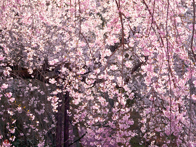 FROM THE GARDEN OF ZEN: Shidare-zakura (Prunus pendula f. pendula ...