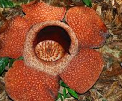 10 Bunga Paling Berbau Busuk di Dunia Beserta Gambarnya | ALL ABOUT FLOWER