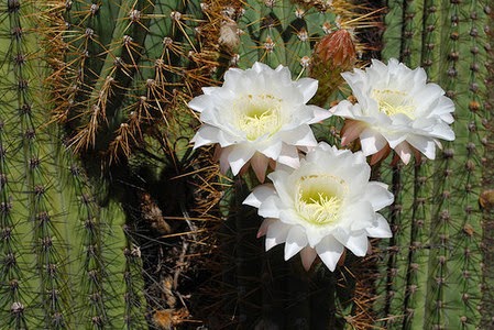 Piruja: La leyenda del Cardón.