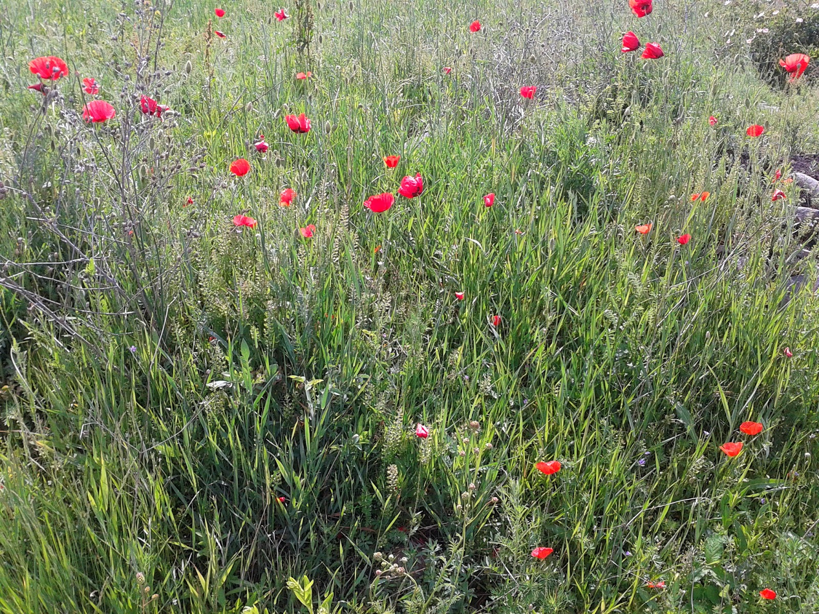 Pipacs virágzás | Fotózunk...