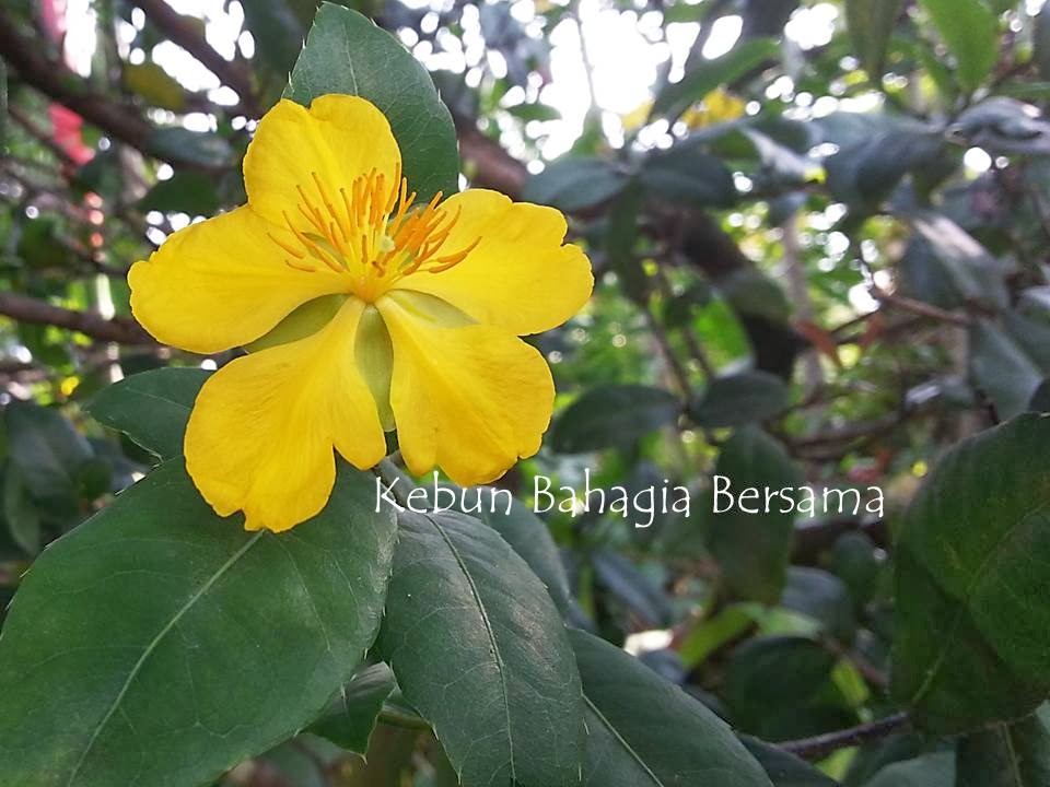 Kebun Bahagia Bersama: Bunga Warna Kuning