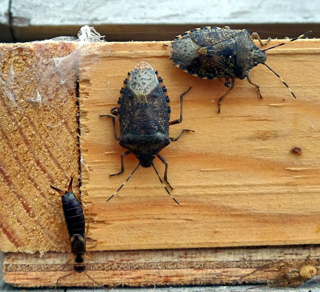 French wildlife and beekeeping: What's hiding under the hive roof