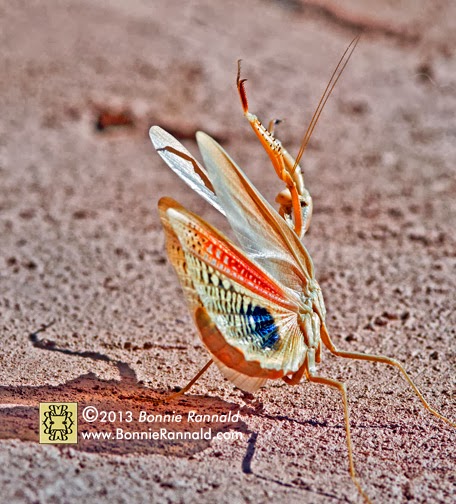 Bonnie Rannald's Photo-Explorations in focus with nature. : Mantis ...