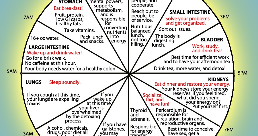 Your Organ’s body clock... change your lifestyle accordingly