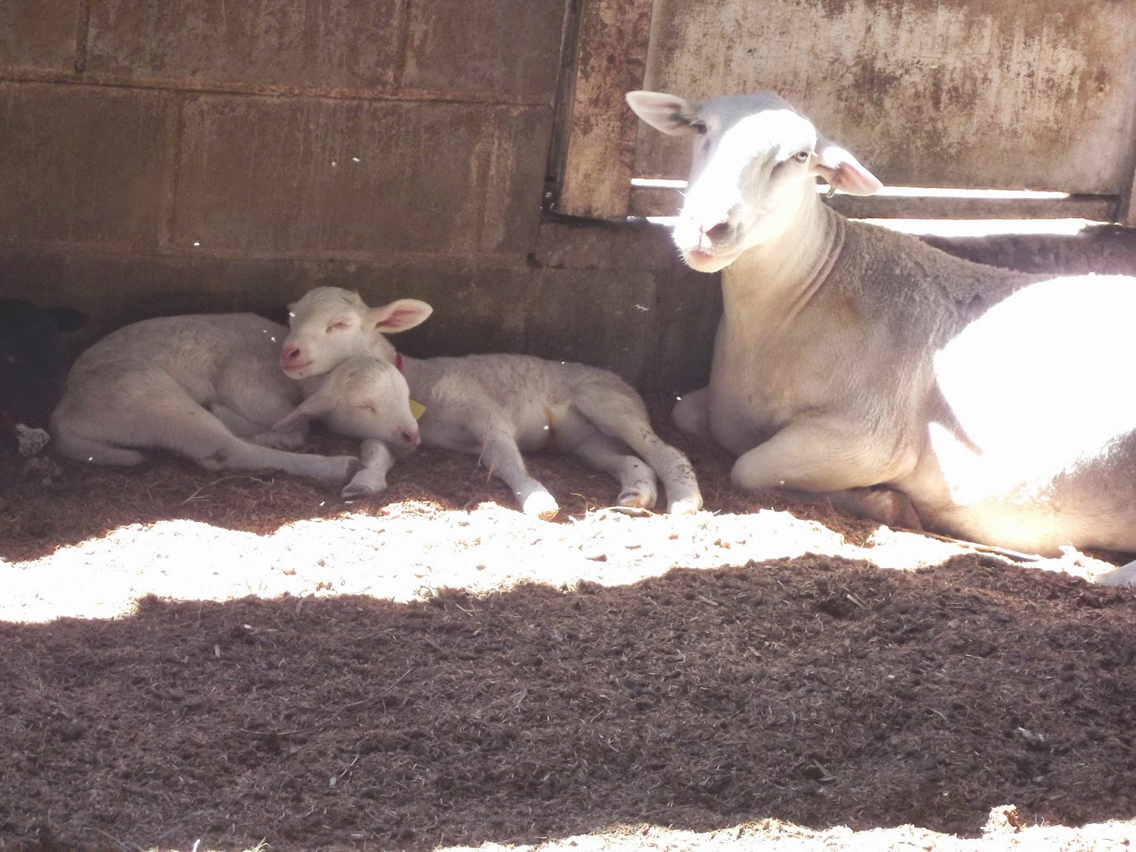 PROJETO CADEIA PRODUTIVA - OVINOCULTURA: Ovelhas Booroola: mais ...