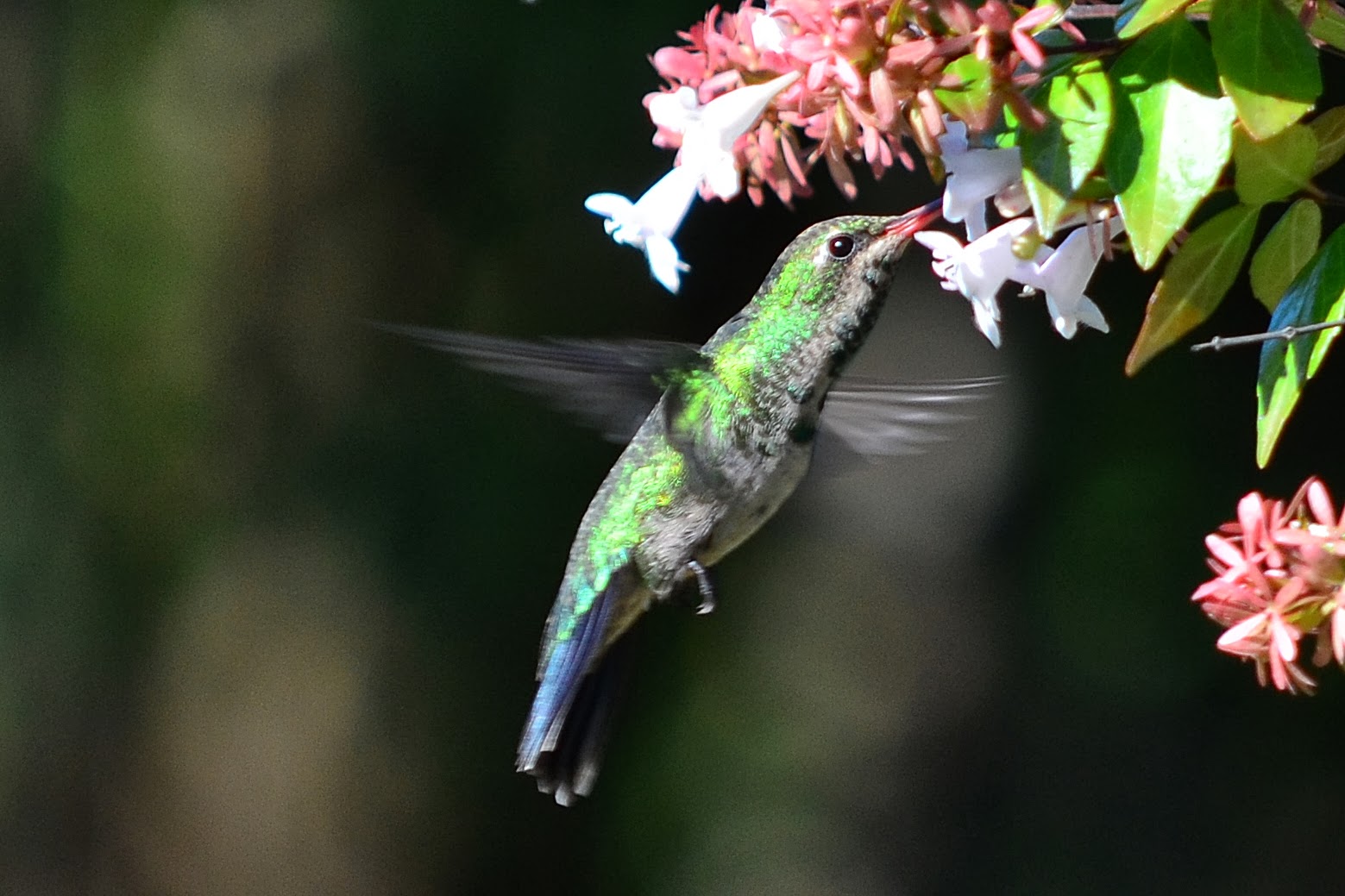 Aves de La Floresta: Picaflor verde