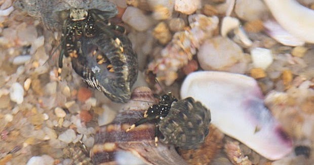 South African Photographs: Hermit Crab fight - Yellow-banded Hermit ...