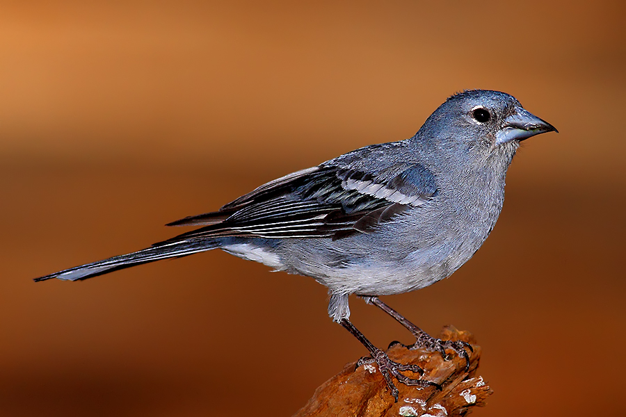 Ornito Addiction: Tenerife, hace ya mucho tiempo.