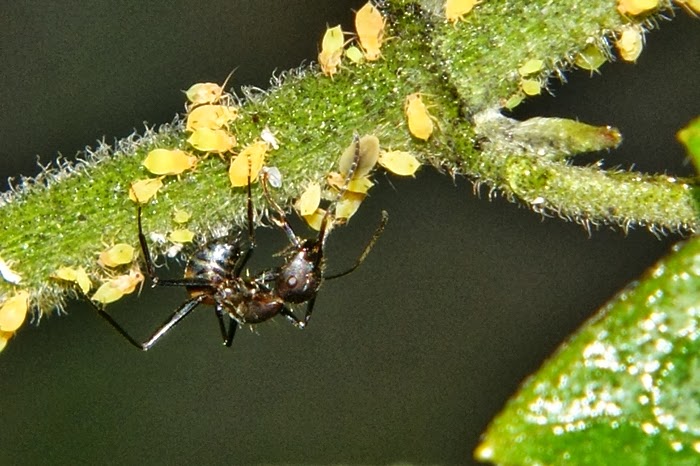 Ants and Aphids