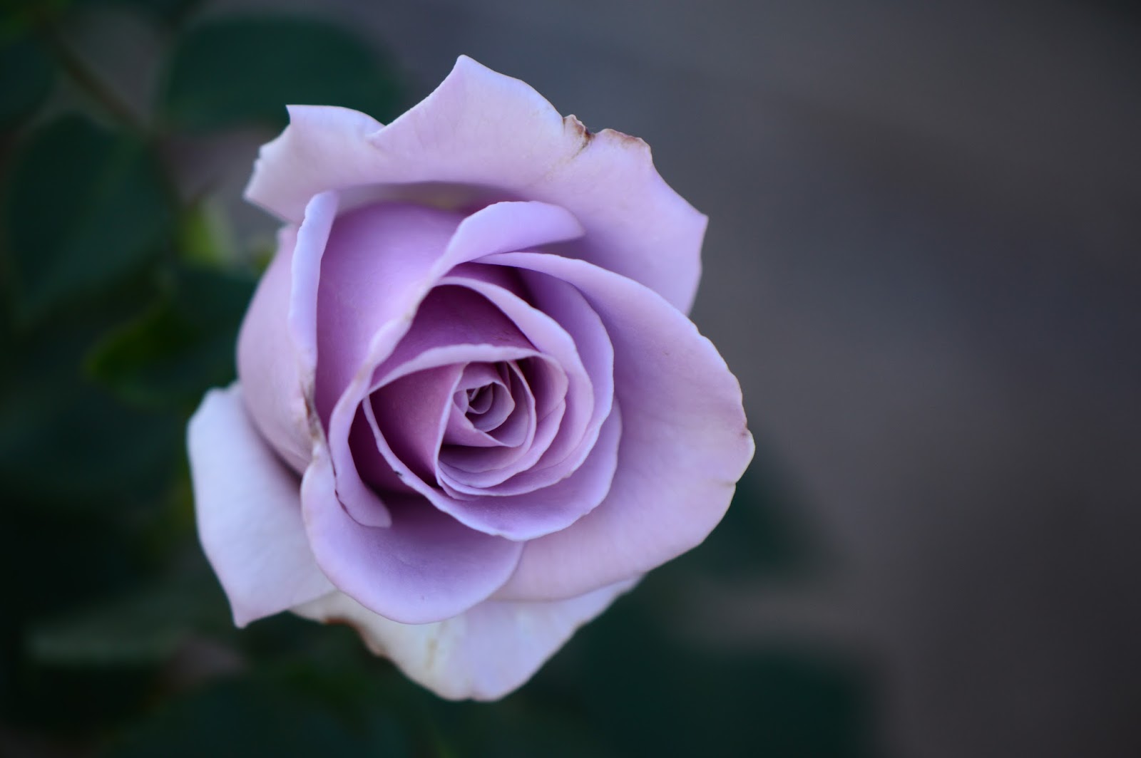 Journal of a Thousand Things: Sterling Silver Rose