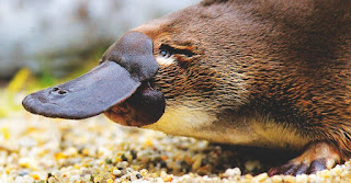 ornitorrinco ~ Curiosidades y Mas