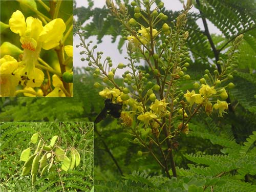 vaka 3-v-va-(Caesalpinia sappan,sappan) - KERALA FLORA