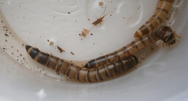 Invertebrate Dude: My New Tenebrio cf. obscurus, Plus Some Awesome News!